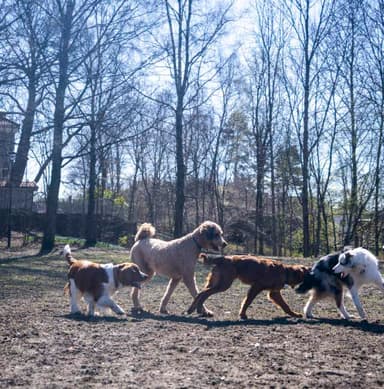 Hundeparker i Norge | Finn din nærmeste hundepark | Frihund.no