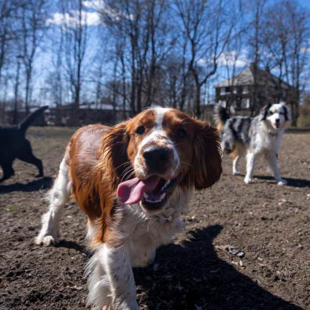 Hundeparker i Norge | Finn din nærmeste hundepark | Frihund.no